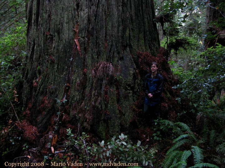Redwood Dog Soldier. 35th Largest among Redwoods. Sequoia sempervirens.
