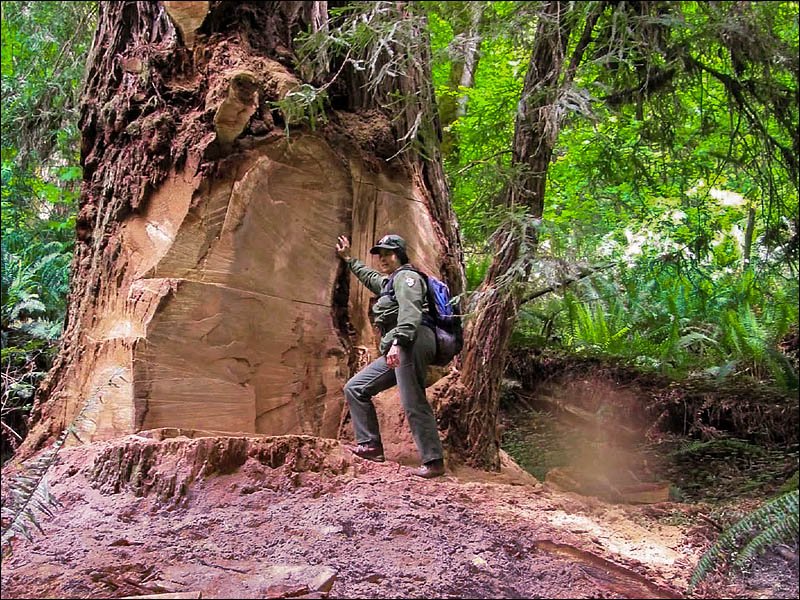 Redwood Burl Poaching