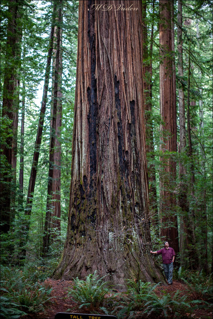 Rockefeller Tall Tree Coast Redwood in Humboldt Redwoods State Park.