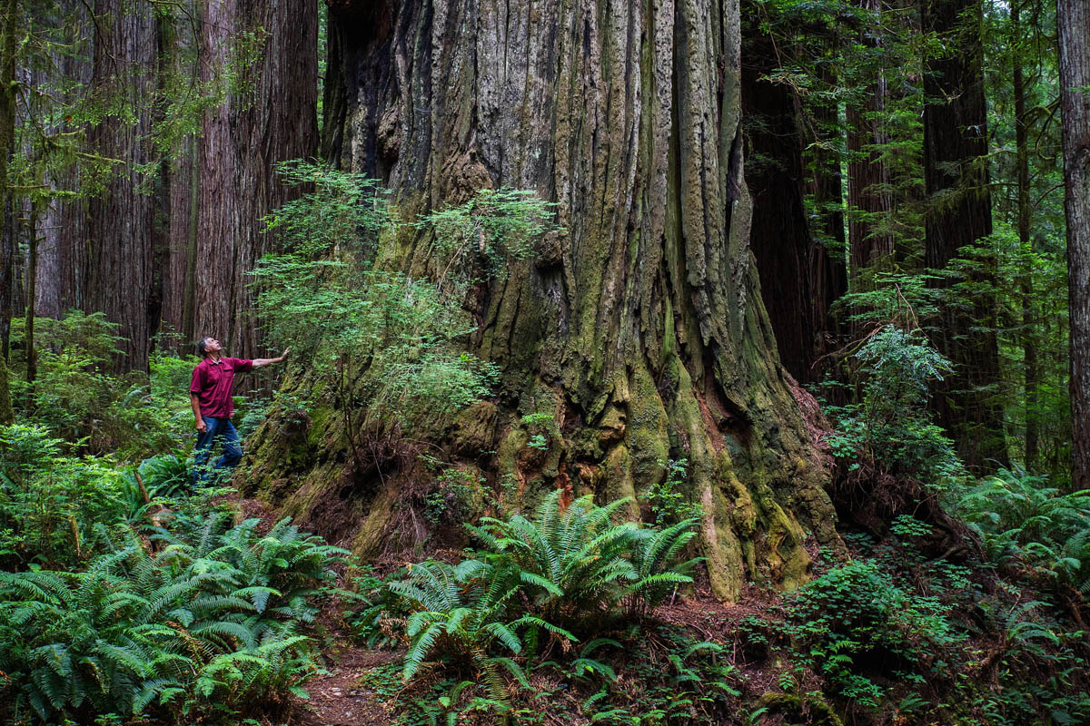 Juggernaut. Redwood National and State Parks. Sequoia sempervirens.
