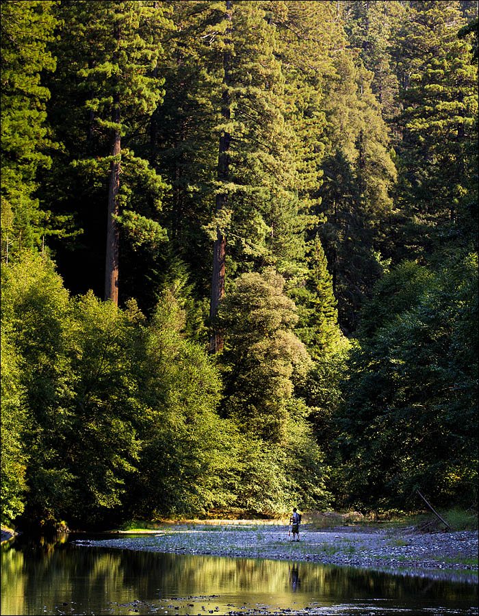 Second Tallest Tree, Coast Redwood. Sequoia sempervirens.