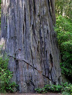 Grove of Titans. Redwoods. Redwood Groves Protection. Conservation and ...