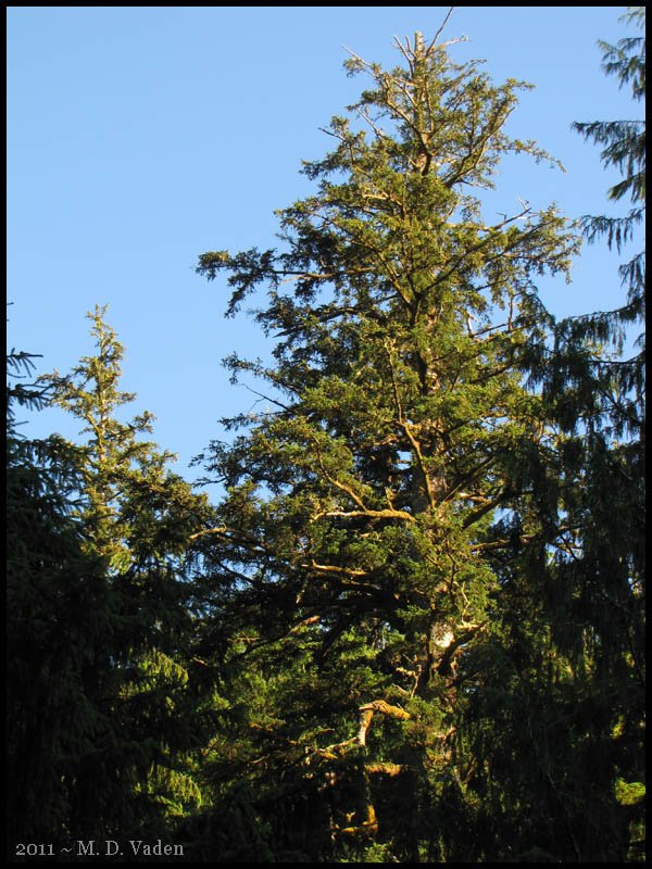 Largest Spruce in Oregon. Falcon's Tower, Klootchy Creek Spruce. Cape ...